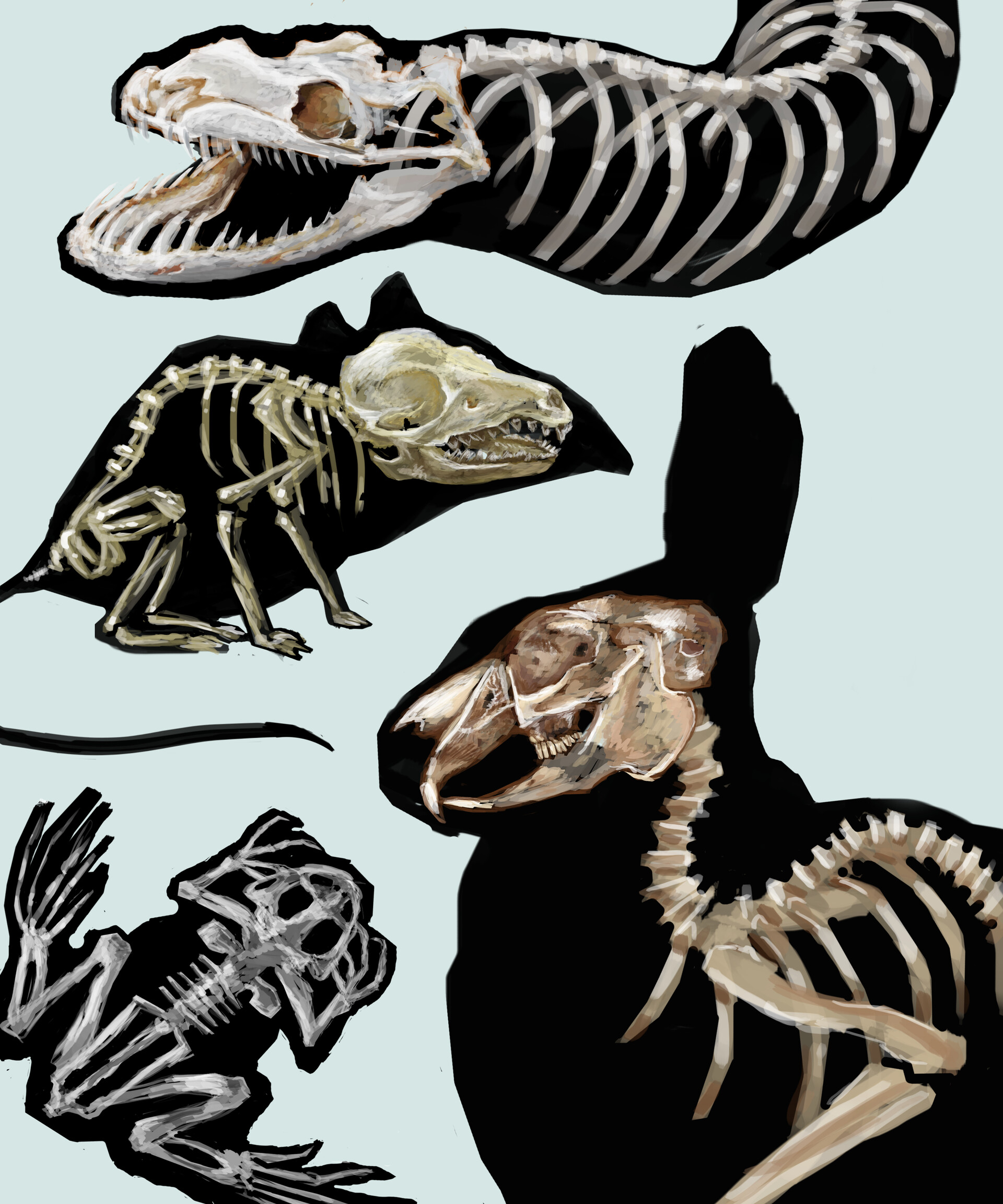 ArtStation - Animal Bones Study