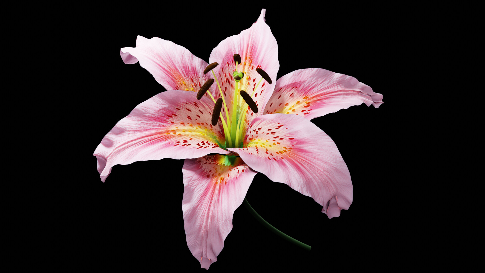 POP PROP - Lily model with Procedural texture