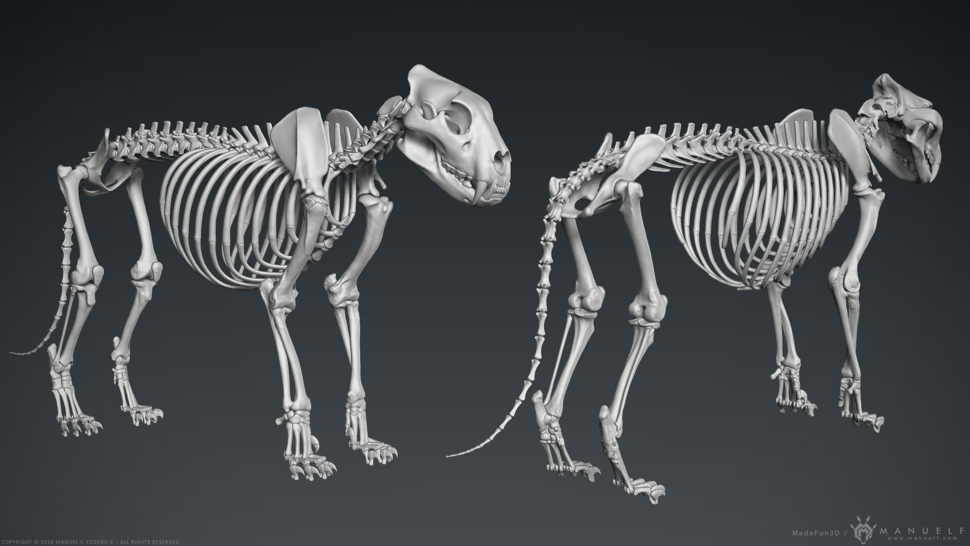 Manuel F. Cedeño - Lion Skeleton Sculpture