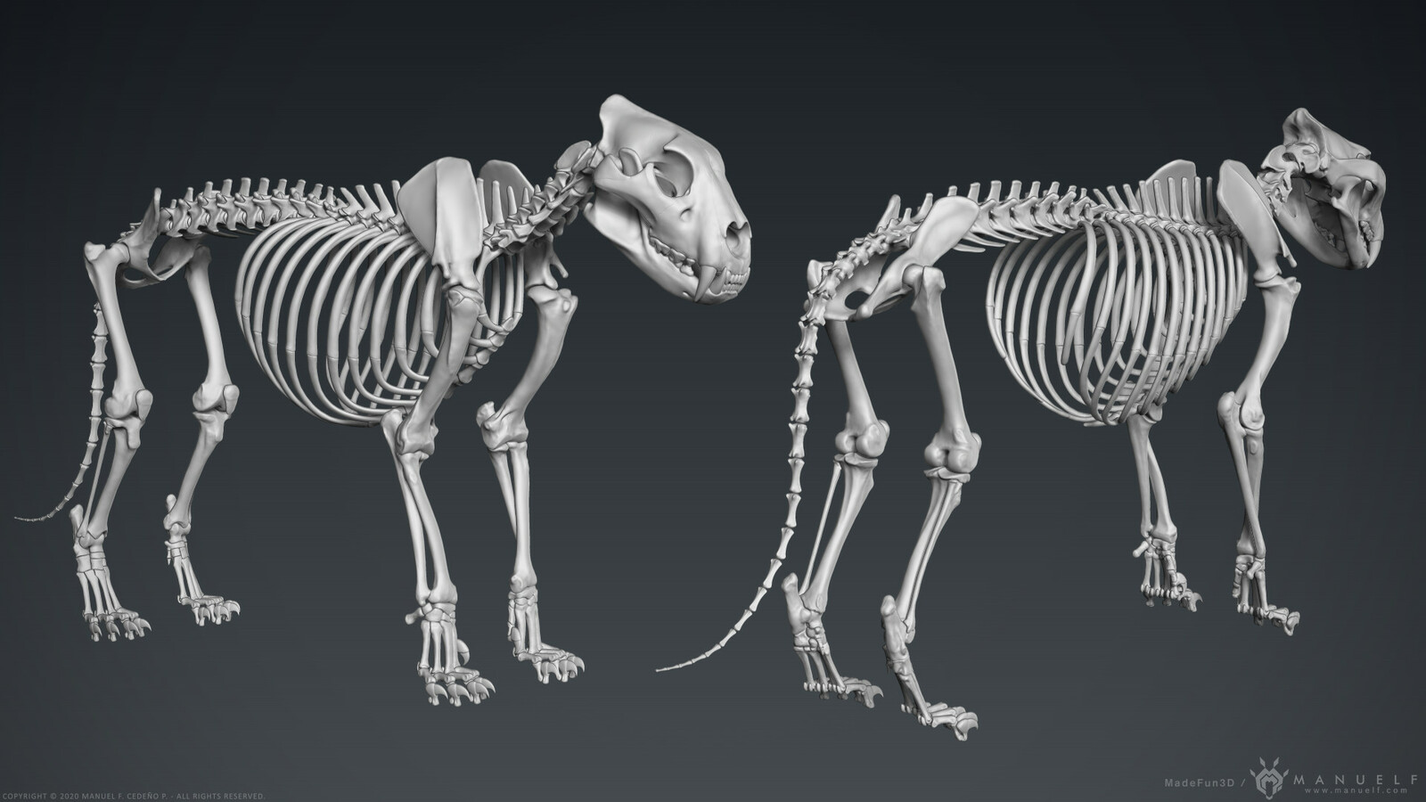 Manuel F. Cedeño - Lion Skeleton Sculpture