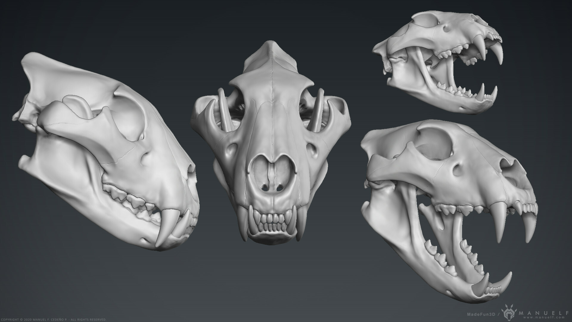 tiger skull side view