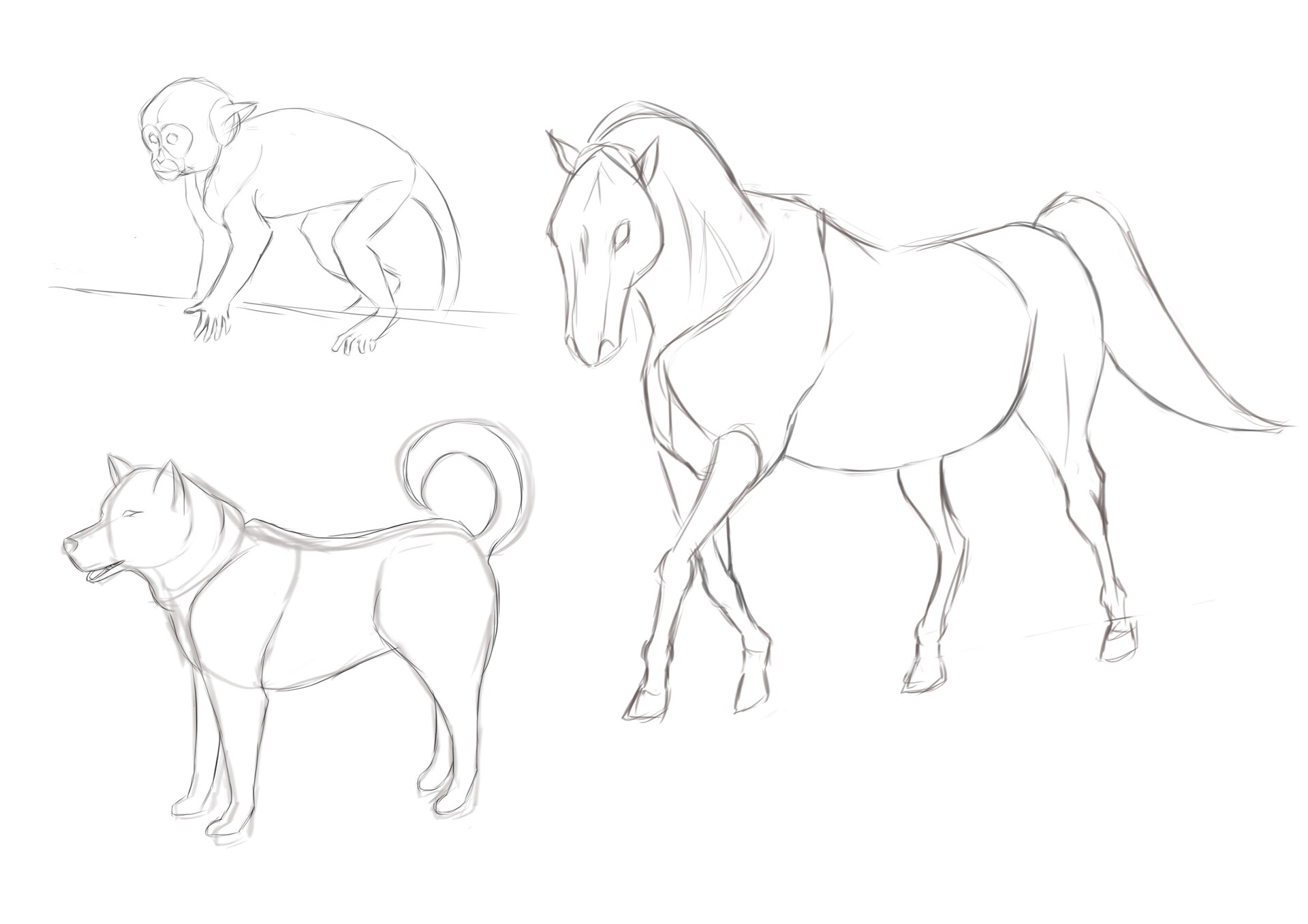 ArtStation - Quick animal sketches