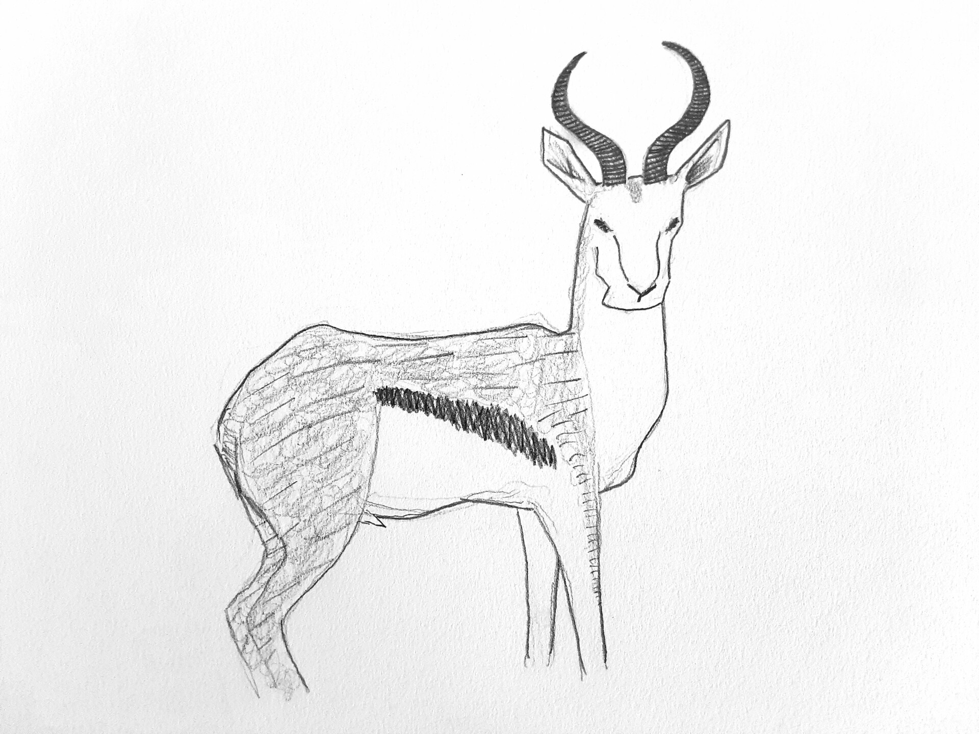 ArtStation - Springbok