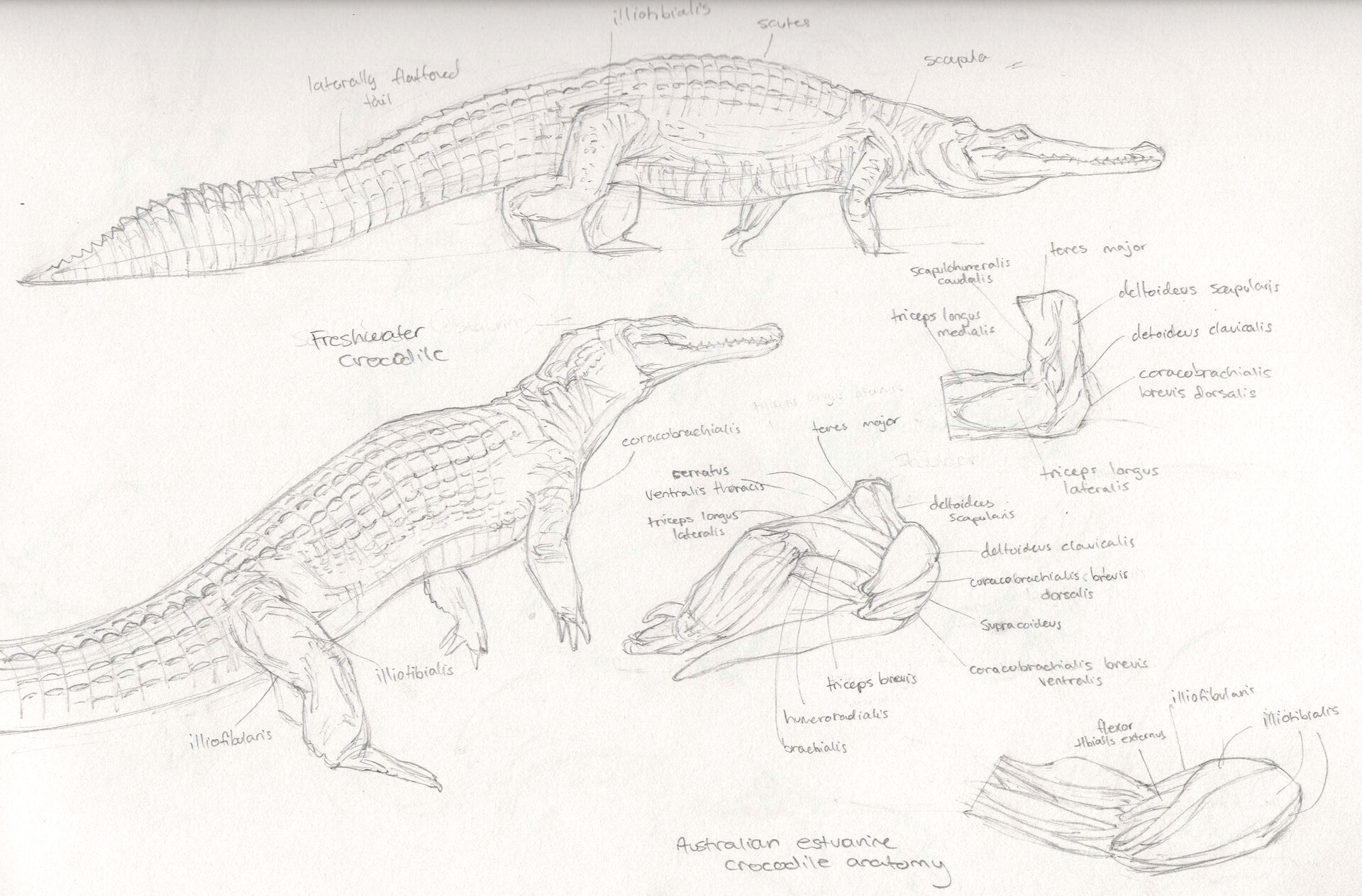 Crocodile Anatomy