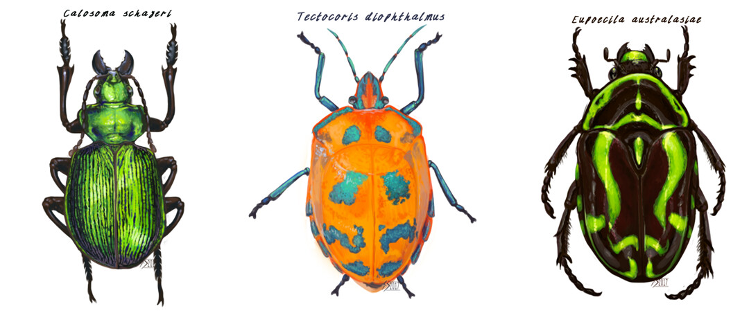 Alex Barley - Beautiful Beetles