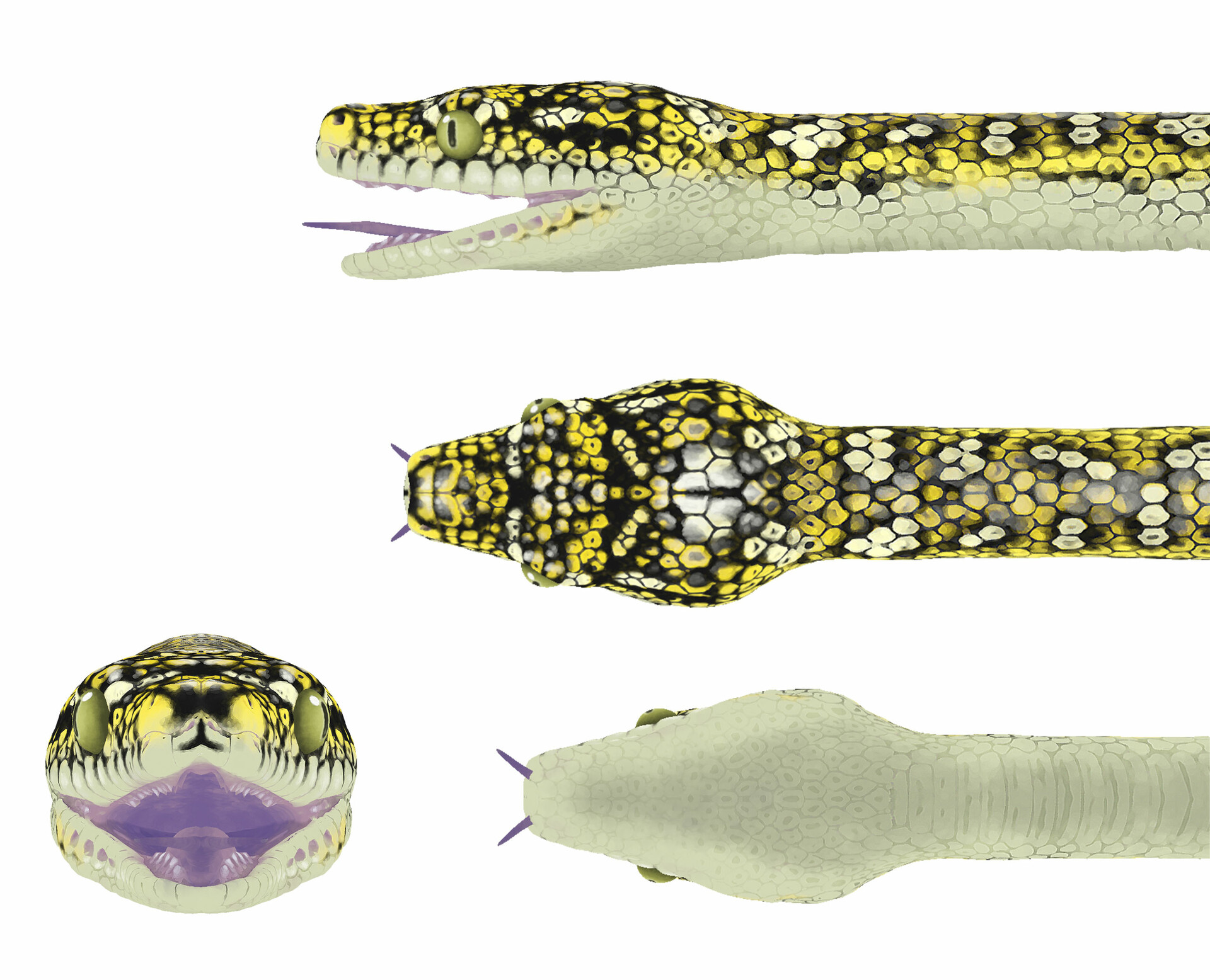 Leonie Herson - Diamond Python