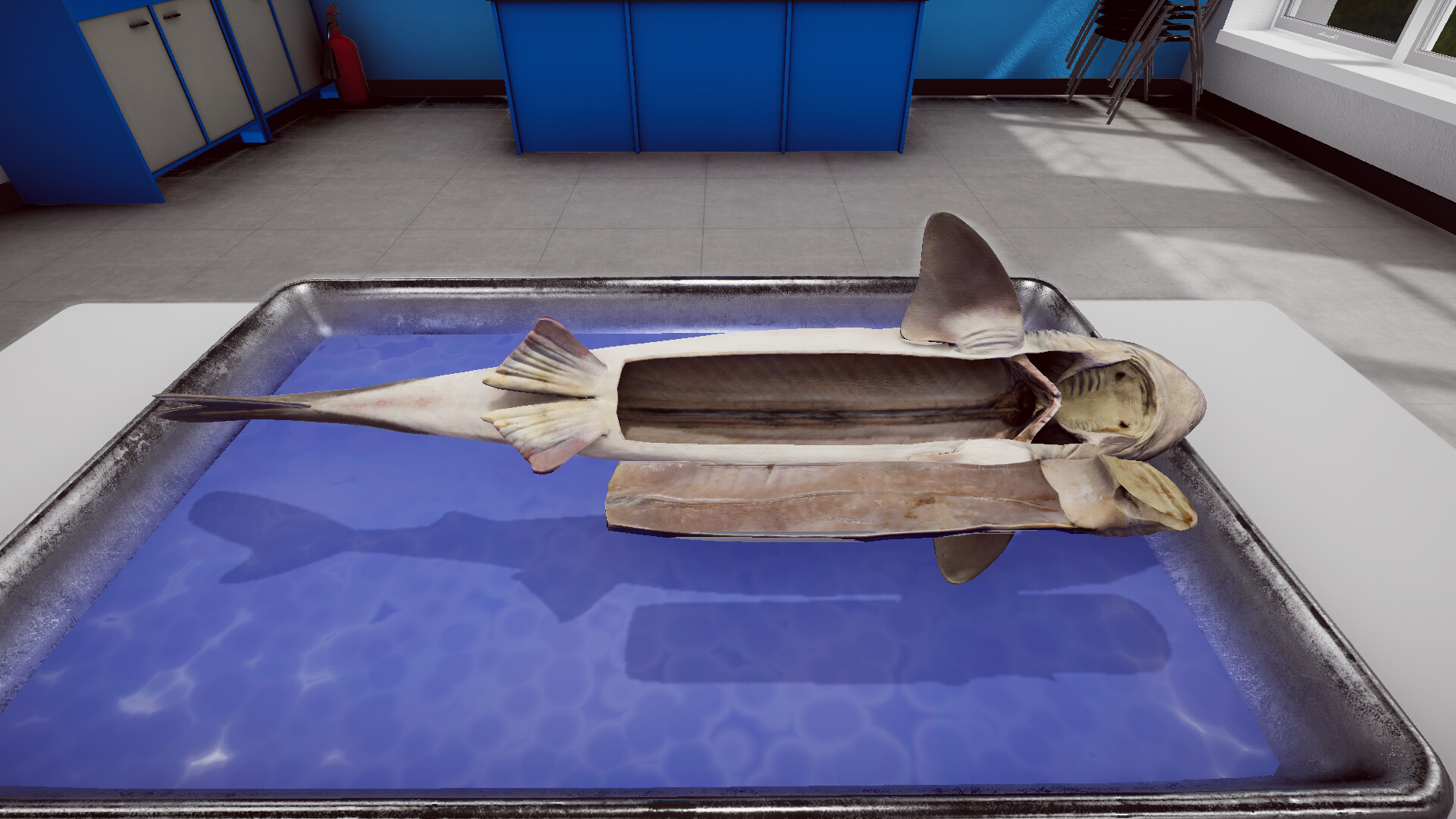 Aaron Hagens - VR Shark Dissection: Diggin The Dogfish