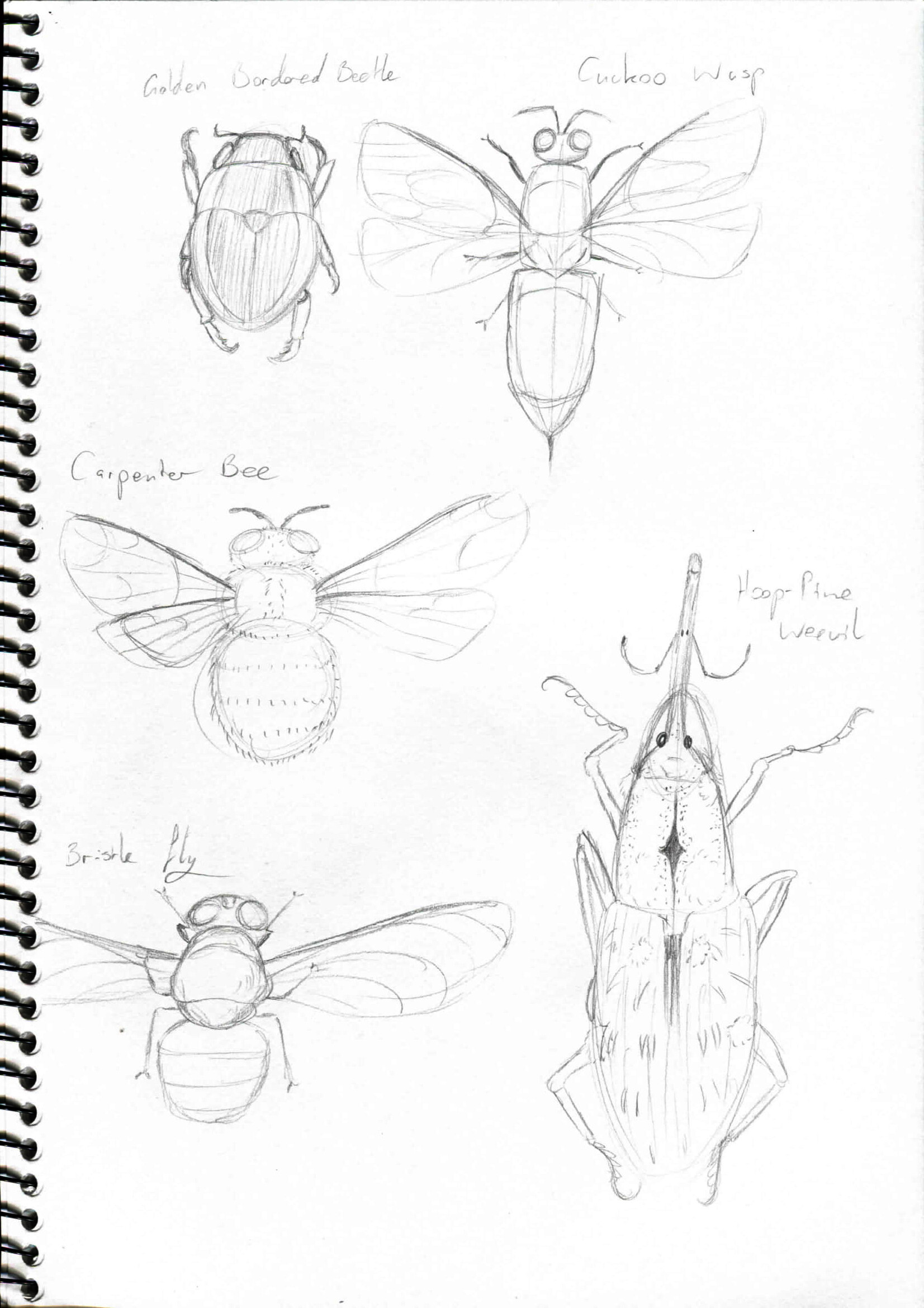 Laura Jayne - Museum Drawings