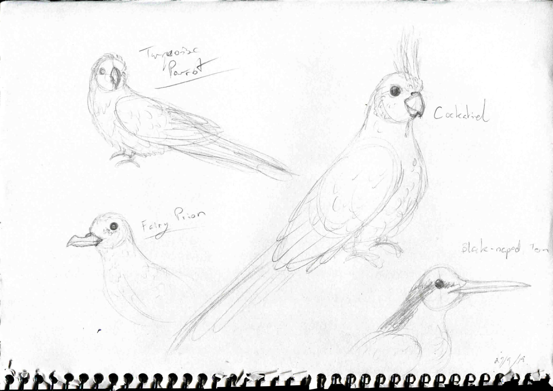 Laura Jayne - Museum Drawings