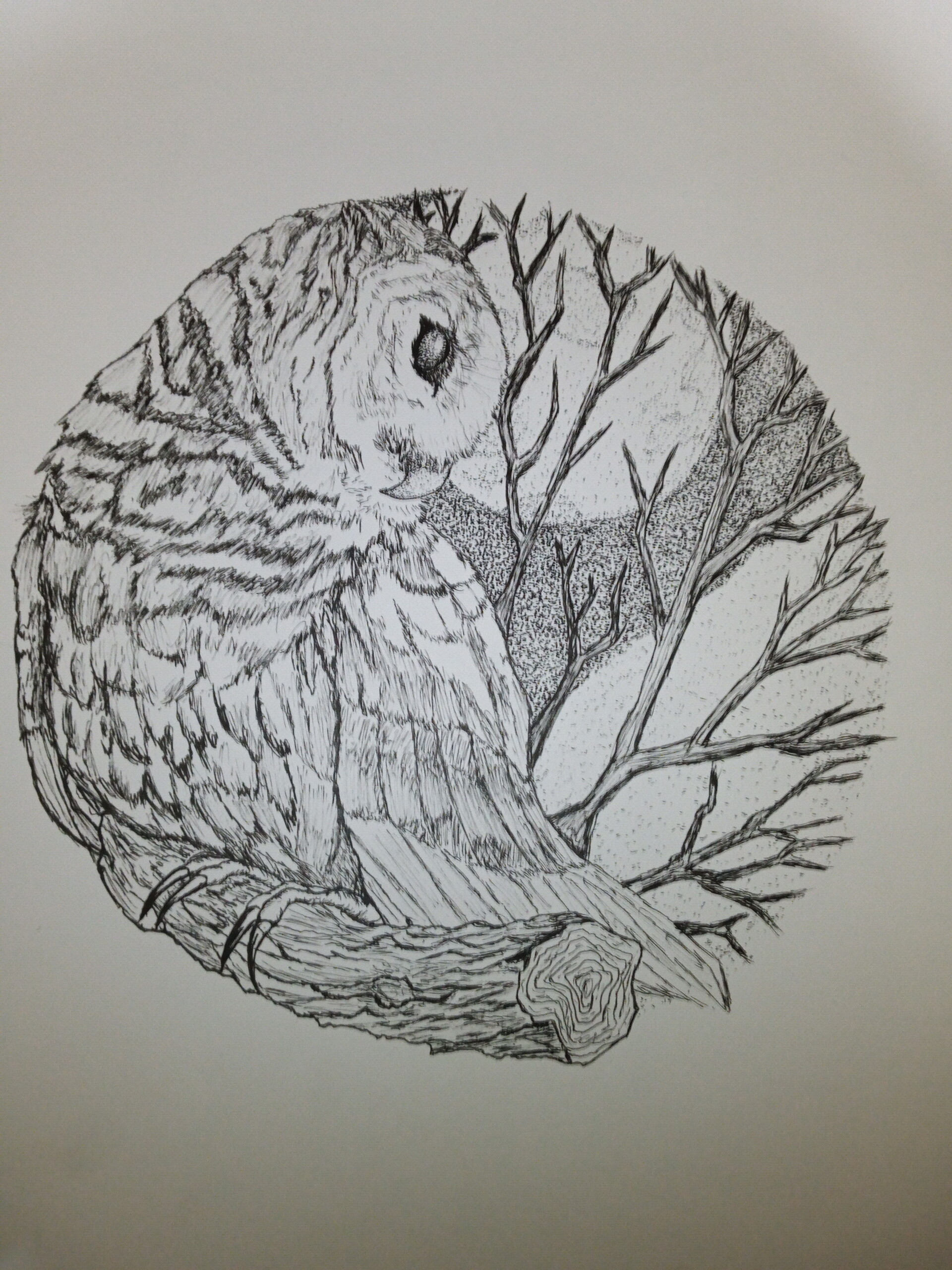 ArtStation - snow owl