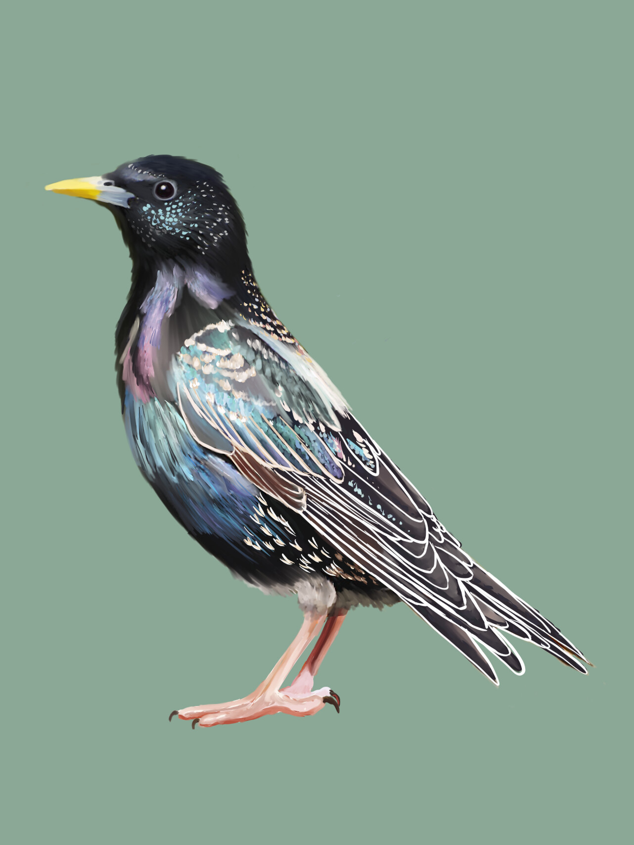 ArtStation - Starling Study