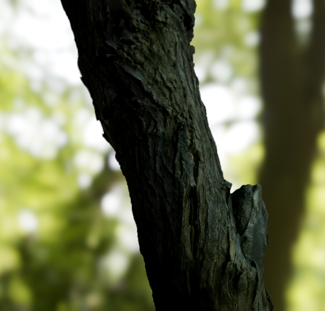 Jonathon Gregory Bick - Photogrammetry: Stumpy Tree