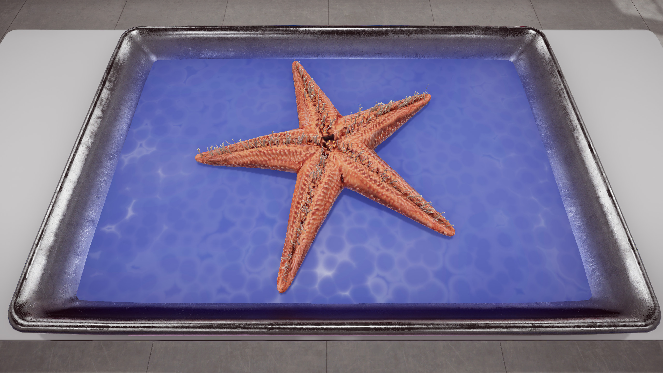 Aaron Hagens Portfolio - VR Invertebrate Dissection: Invertebrate ...