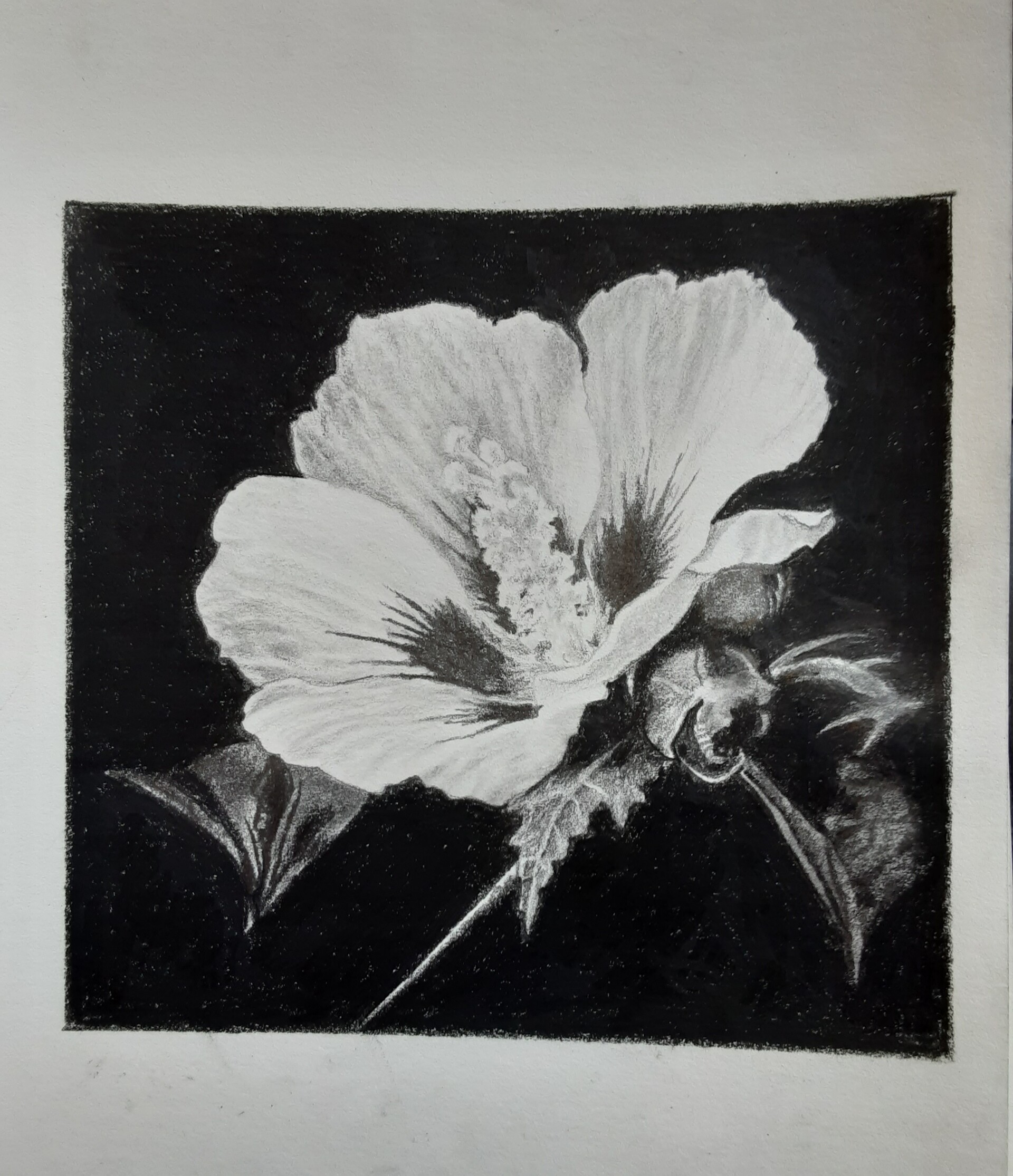 ArtStation - Graphite sketch of a flower