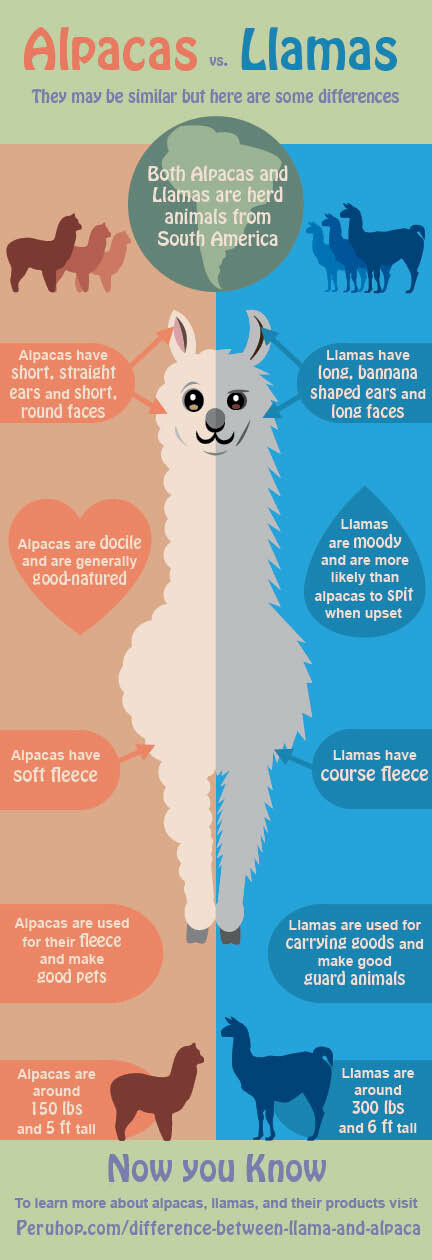 ArtStation - Alpacas vs. Llamas Infographic
