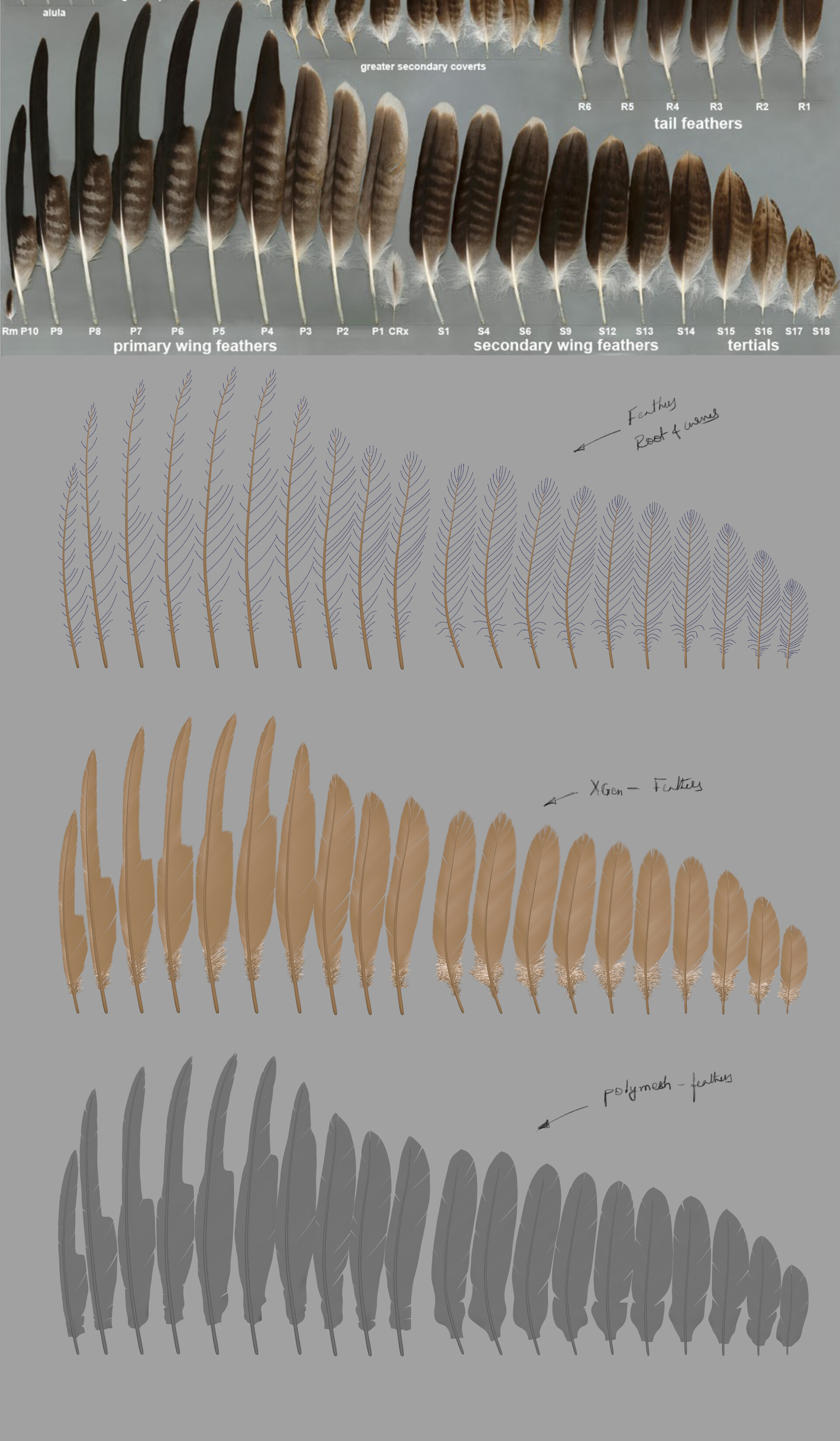 thrinethra ms - Feather R&D | XGen