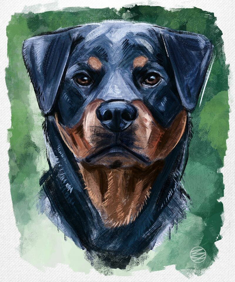 ArtStation - Rottweiler