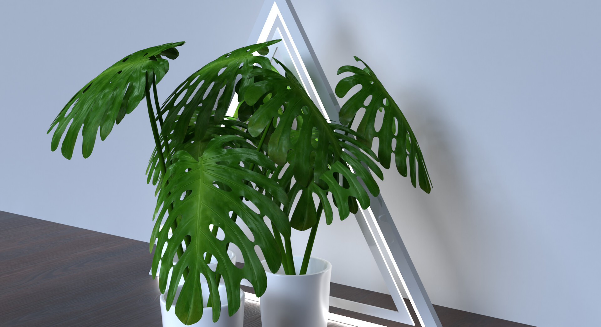 Monstera Nft Monstera Epipremnoides #0J3-1a – Kens Philodendrons