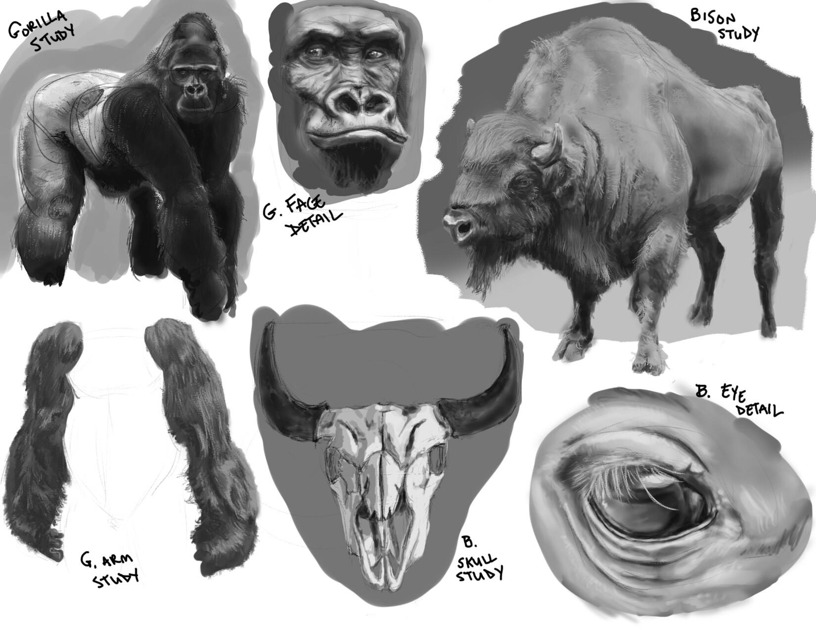 ArtStation - Gorilla & Bison Studies