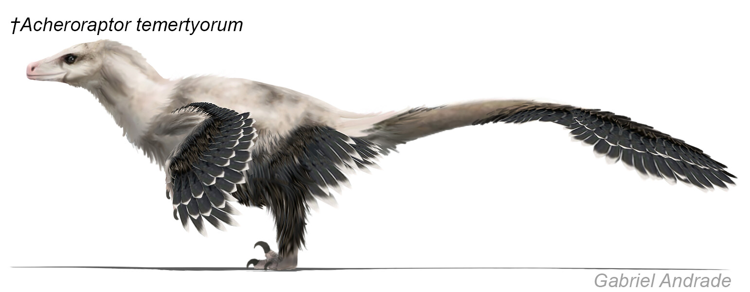 ArtStation - Acheroraptor temertyorum