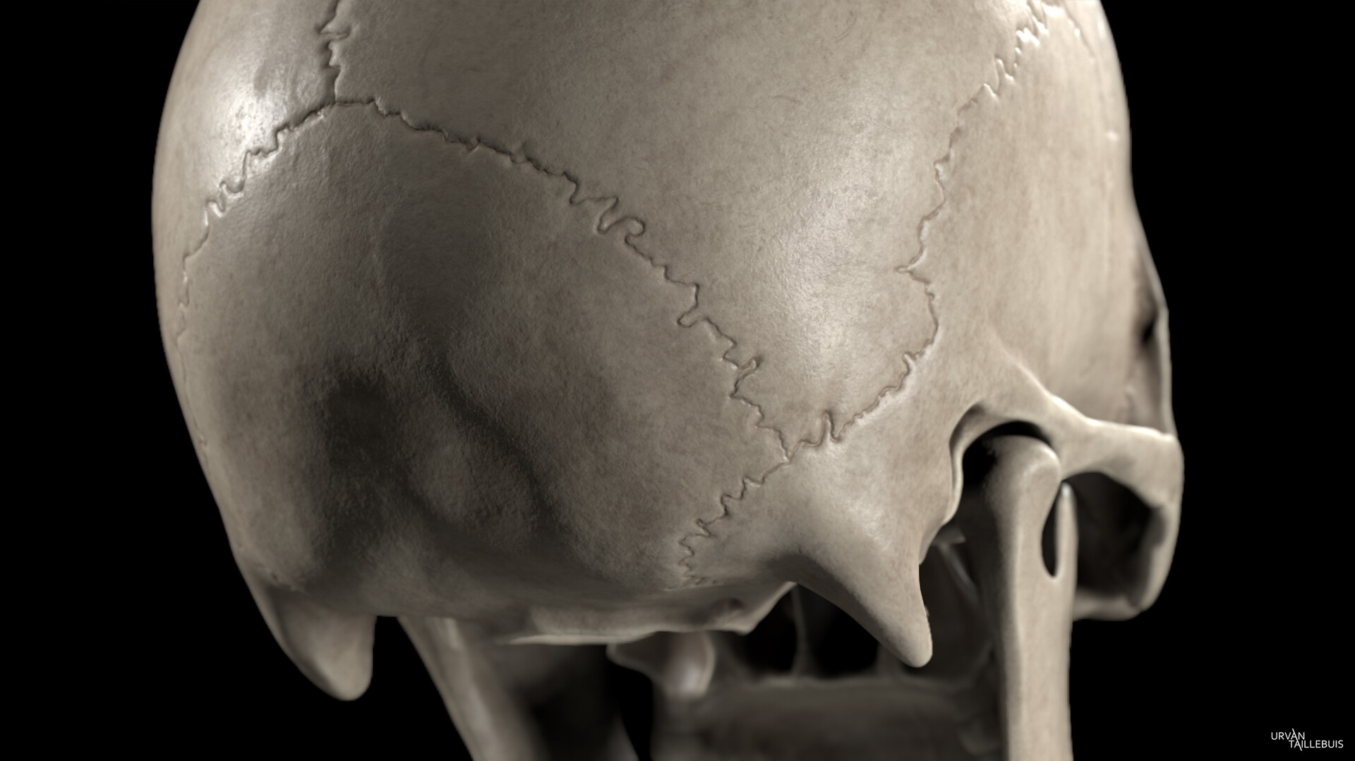 Urvan Taillebuis - Human Skull Study