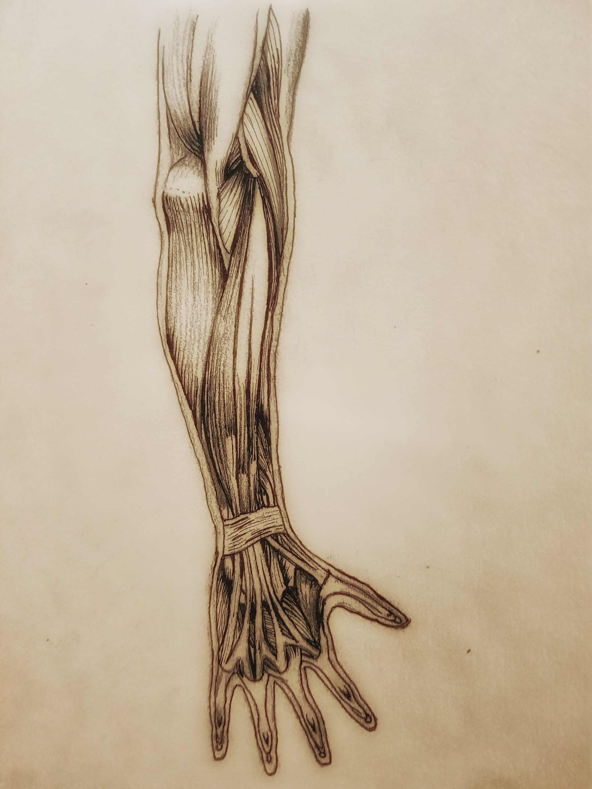 ArtStation - Arm Study, Aritra Saha