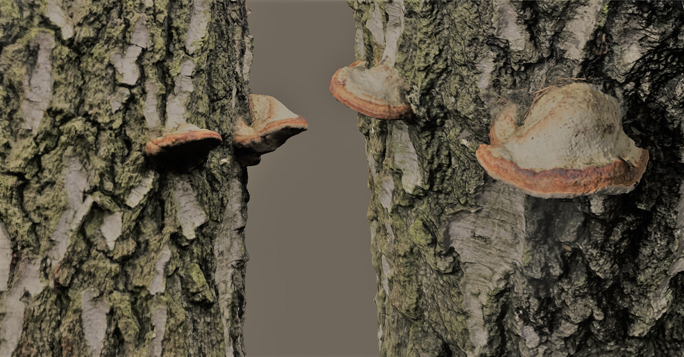 ArtStation - Fungus on birch tree