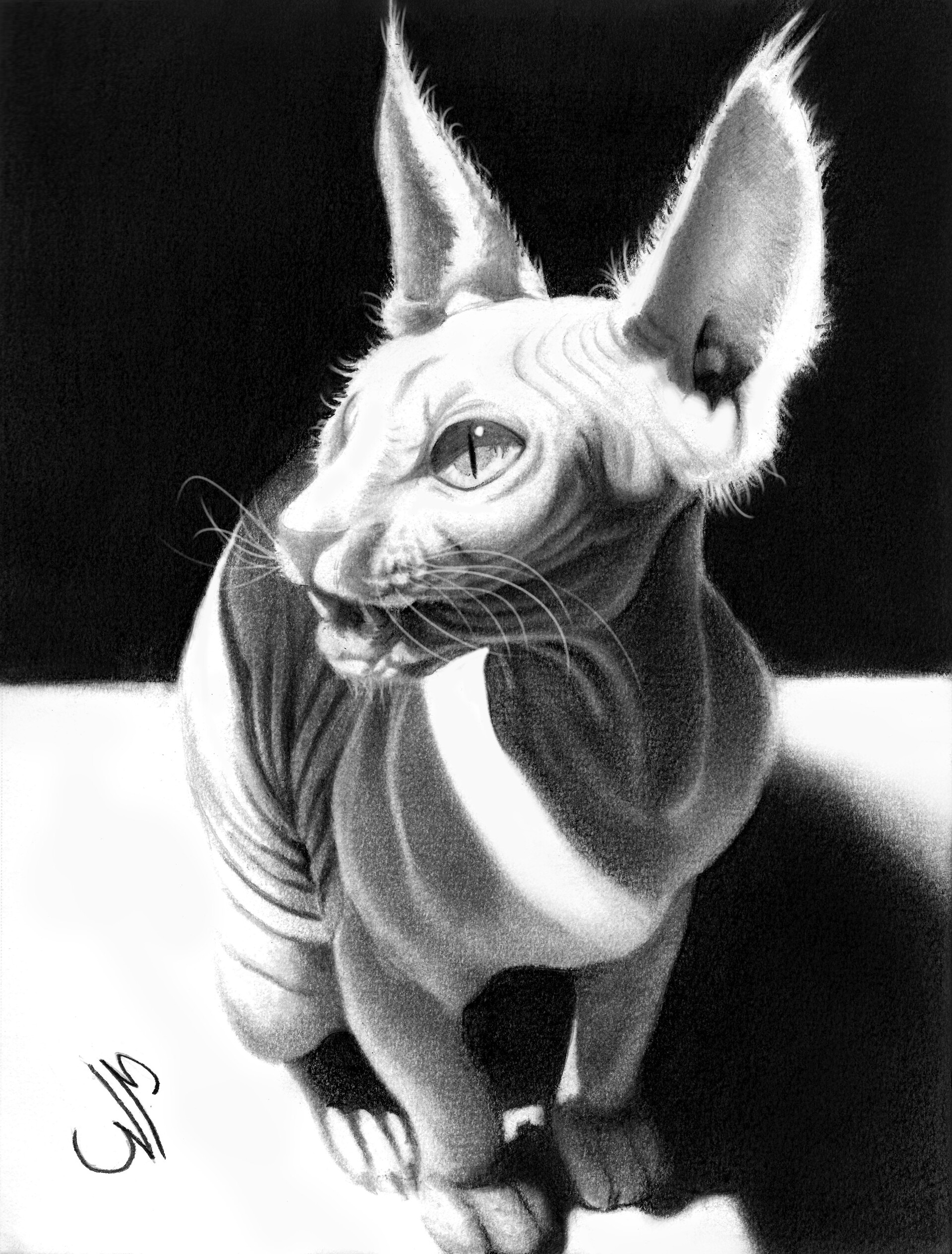 how to draw sphynx cat