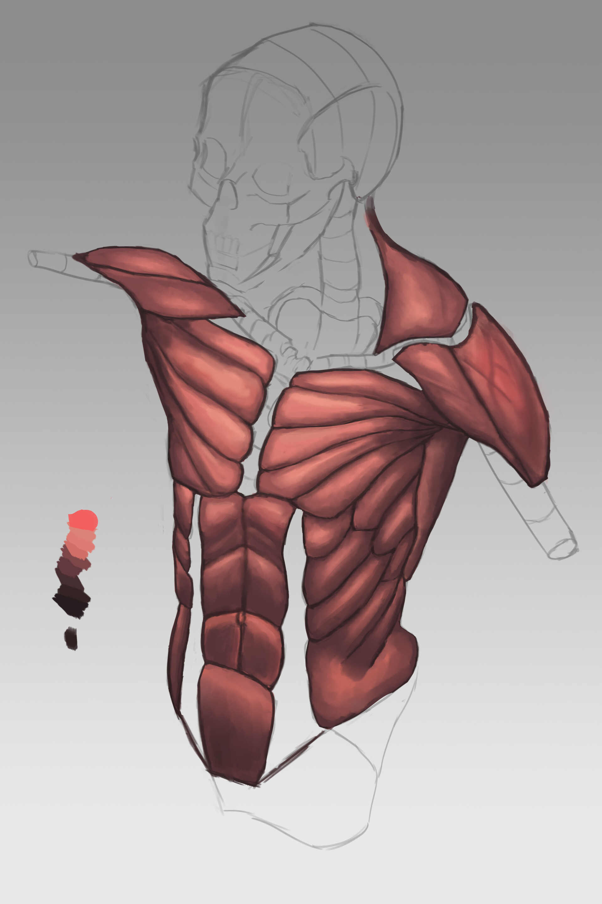 ArtStation - muscles practices