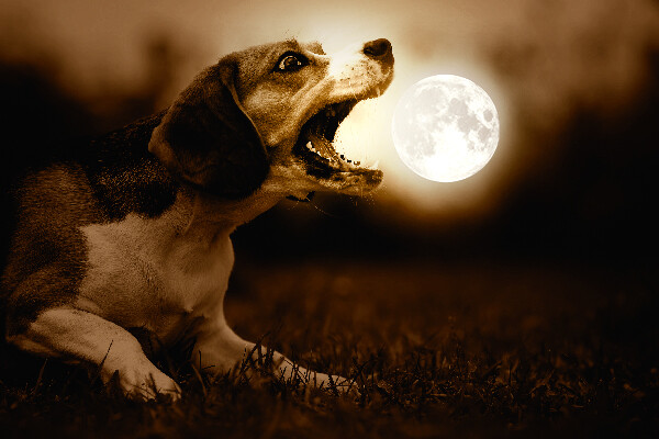 ArtStation - Photo Manipulation