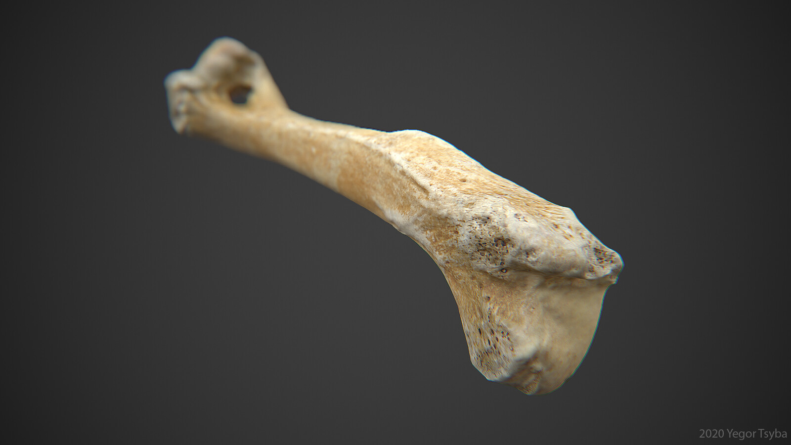 Yegor Tsyba - Bone photogrammetry