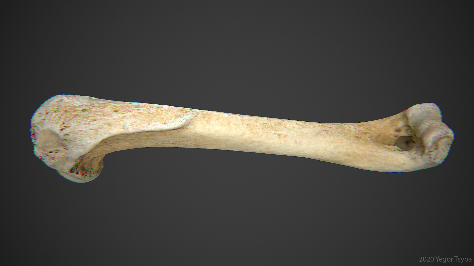 Yegor Tsyba - Bone photogrammetry