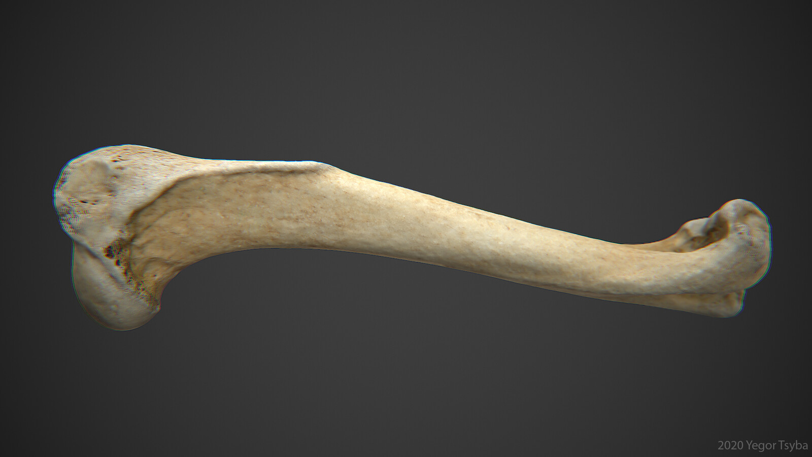 Yegor Tsyba - Bone photogrammetry