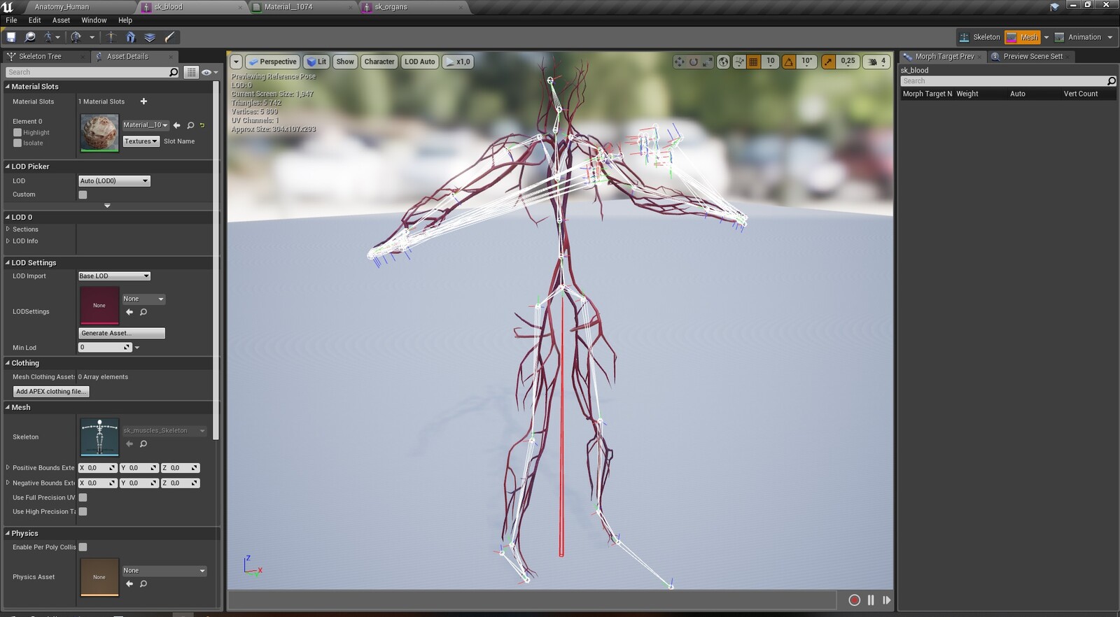 ChaseDigital_LLC - RIgged and Animated Human Anatomy on UE4