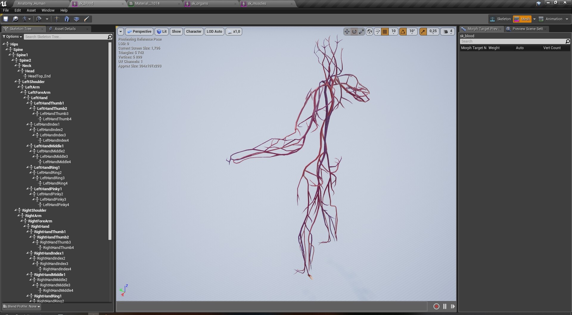 ChaseDigital_LLC - RIgged and Animated Human Anatomy on UE4