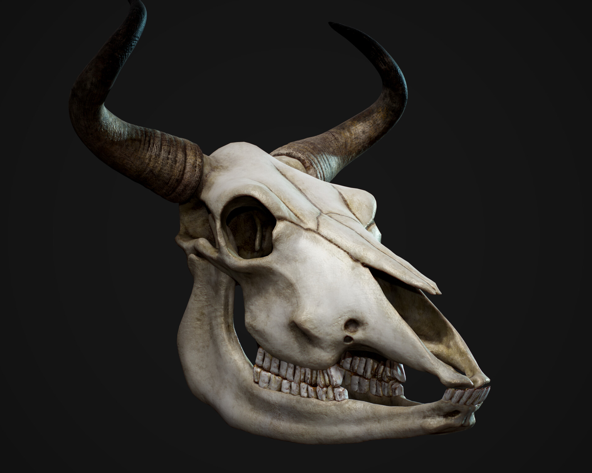Bull Skull