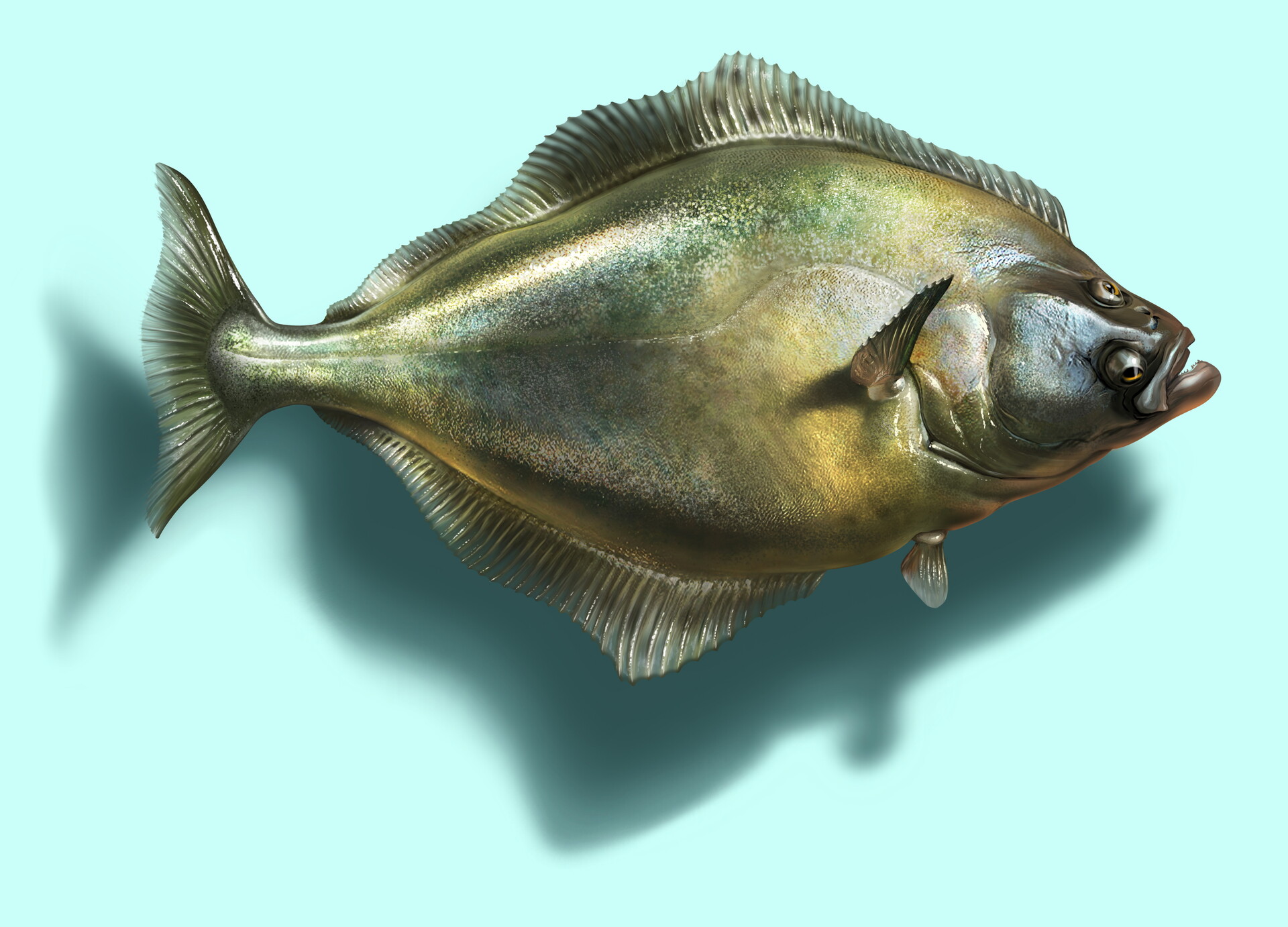 ArtStation - Halibut