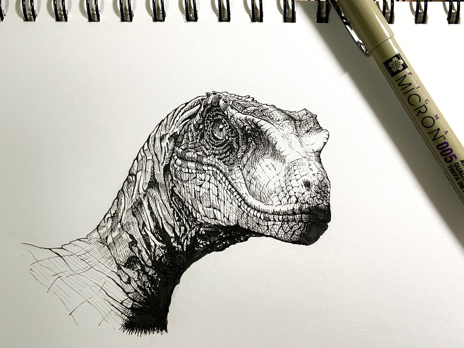 drawing raptor