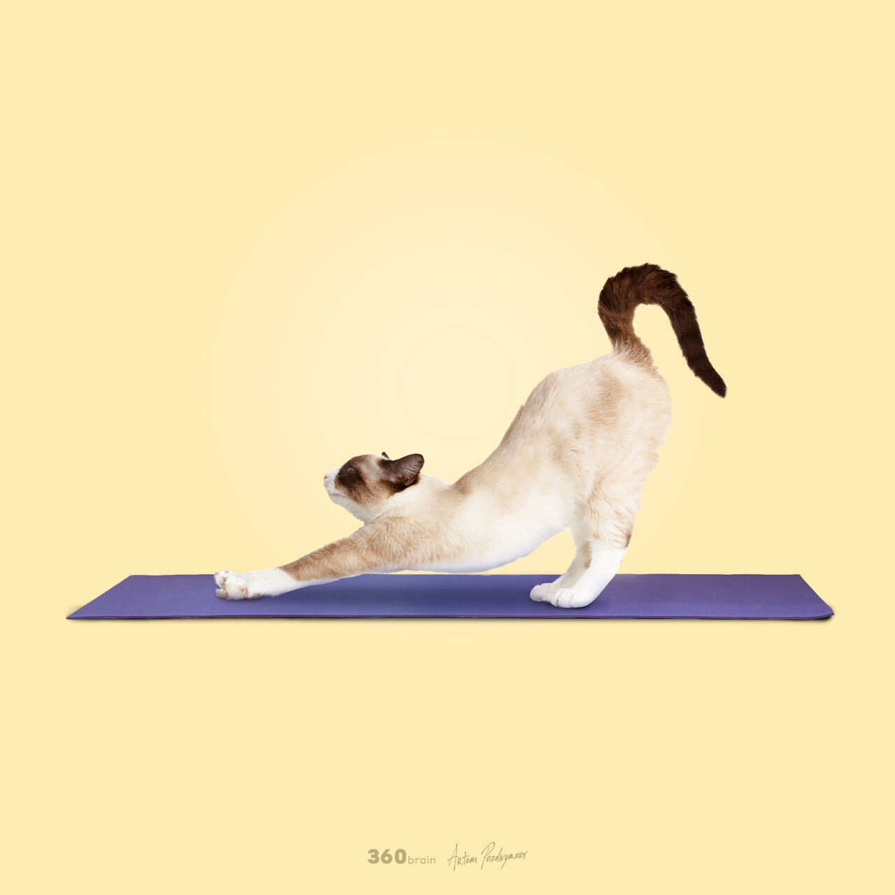 ArtStation - Animals Yoga