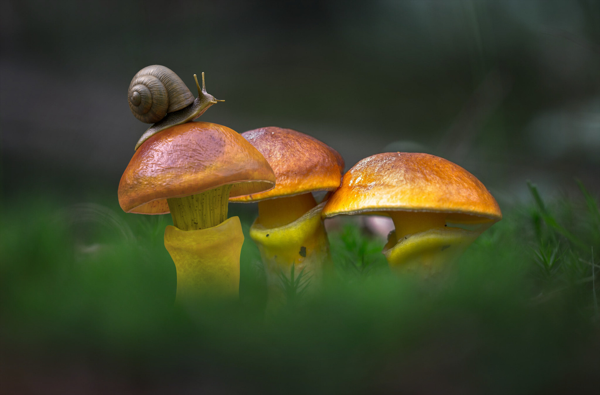 ArtStation - Baboucha Snail