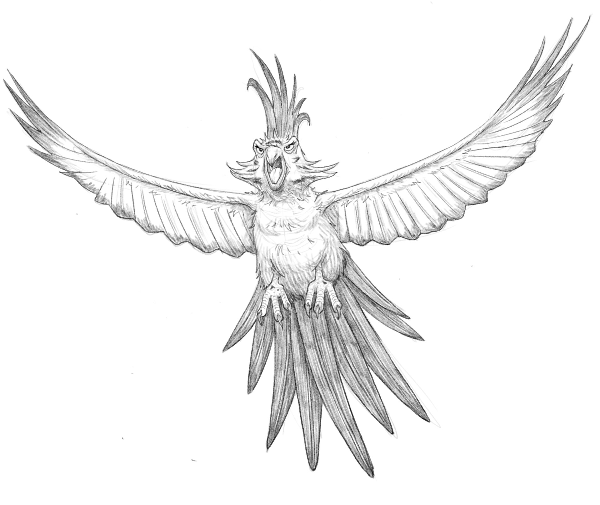 how to draw big birds