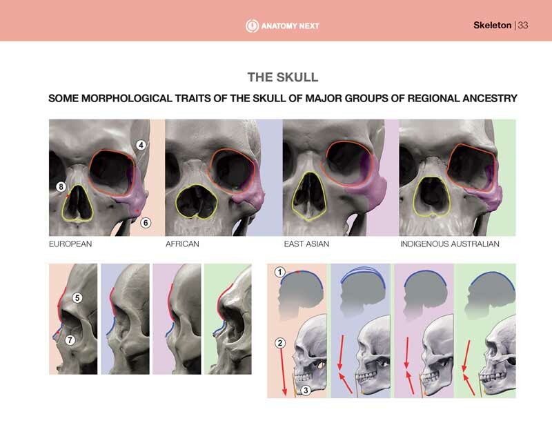 Anatomy For Sculptors - Some morphological traits of the skull