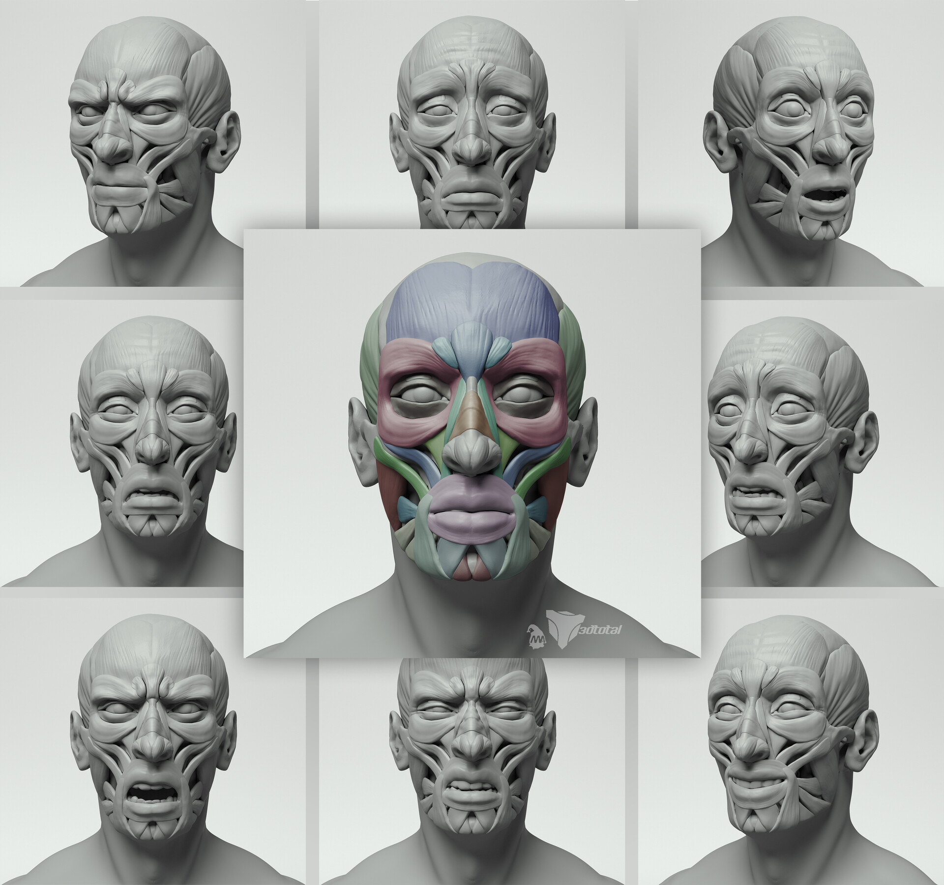 Facial Expression Muscles