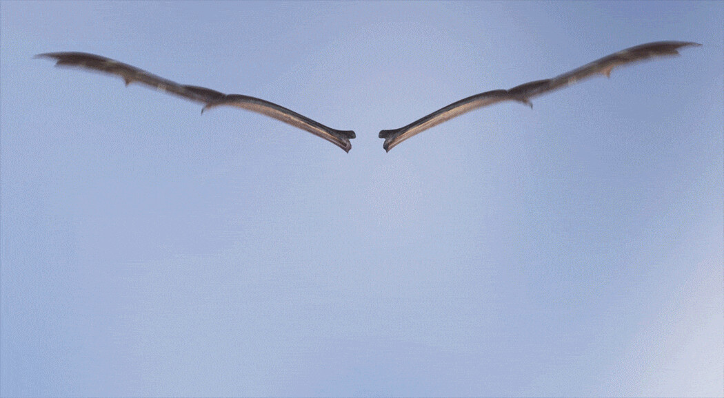 ArtStation - Dragon Wings : Dive