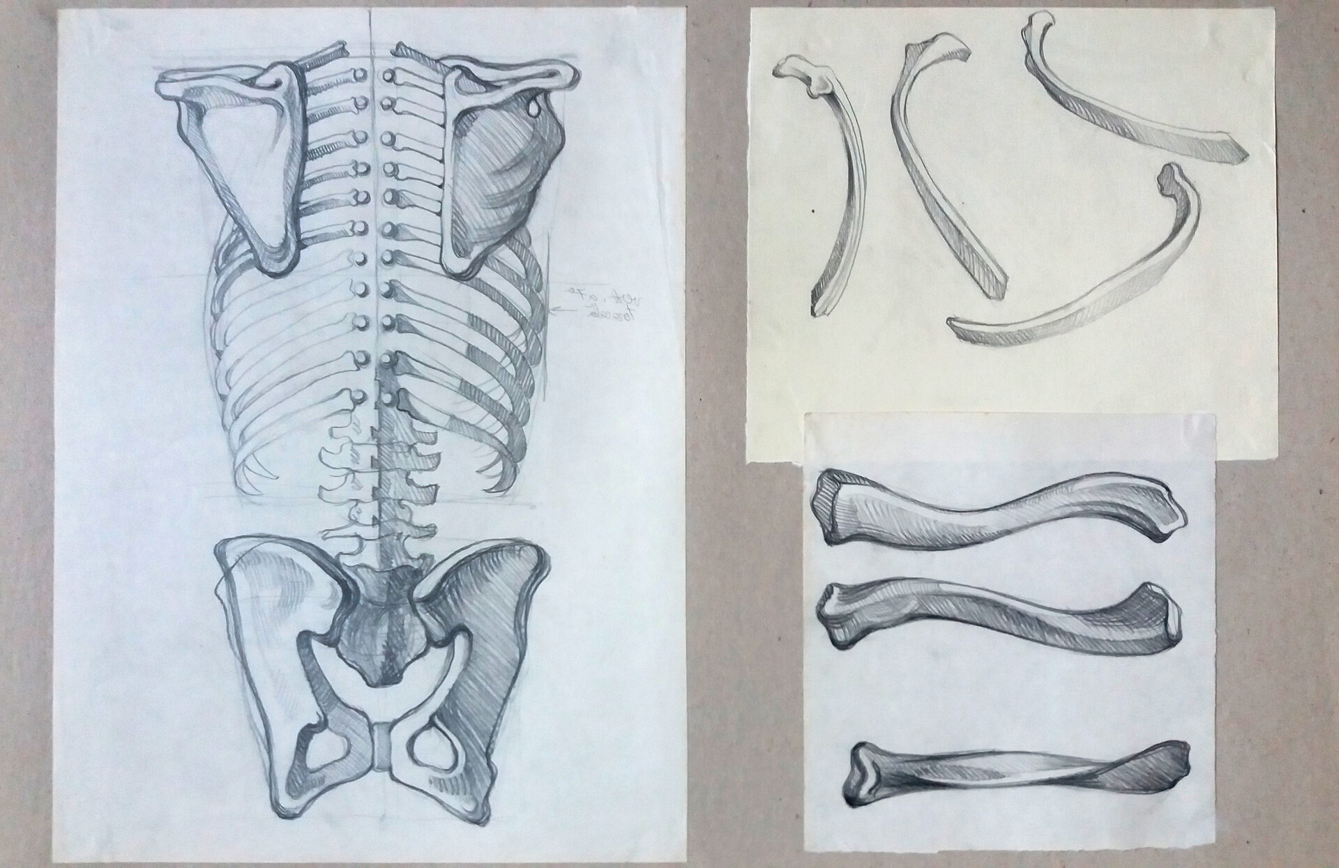 ArtStation - Human skeleton study