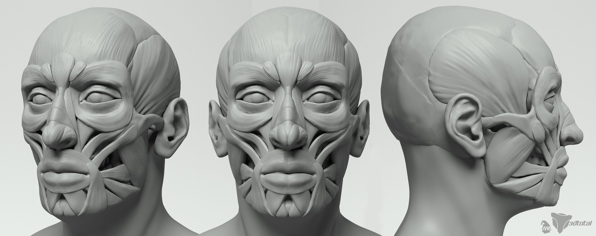 Facial Expression Muscles