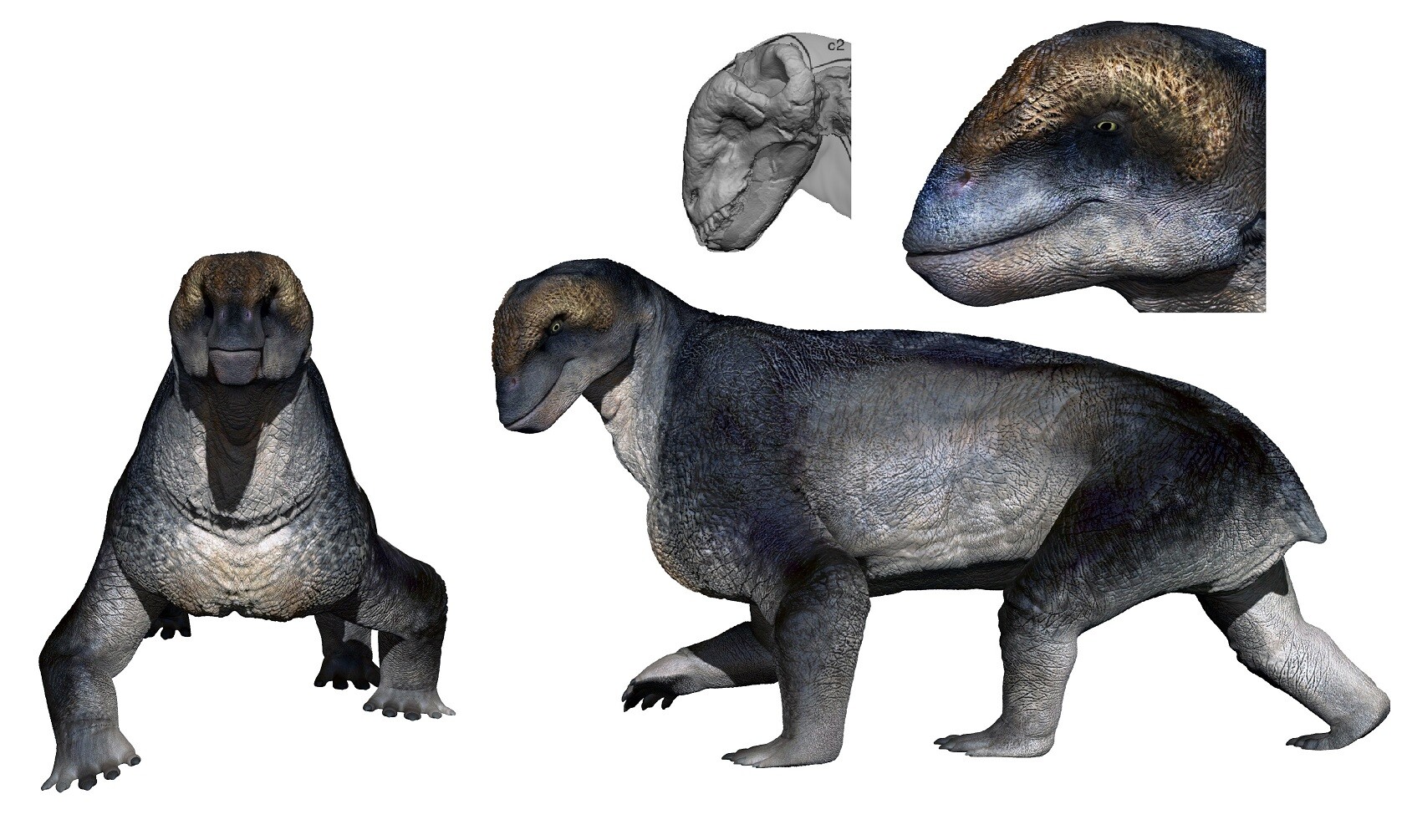 ArtStation - Tapinocaninus (Middle Permian)