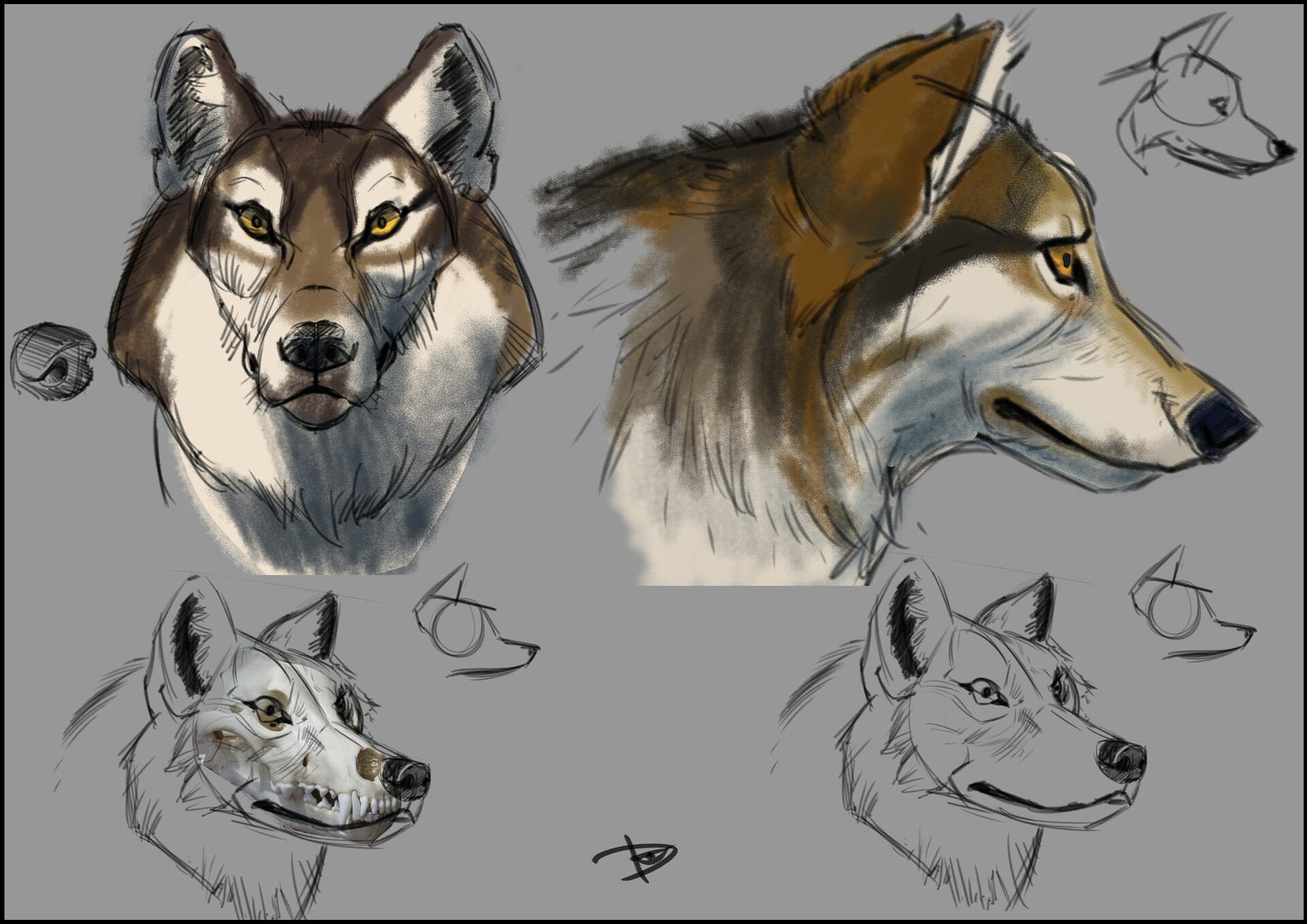 ArtStation - Wolf Study