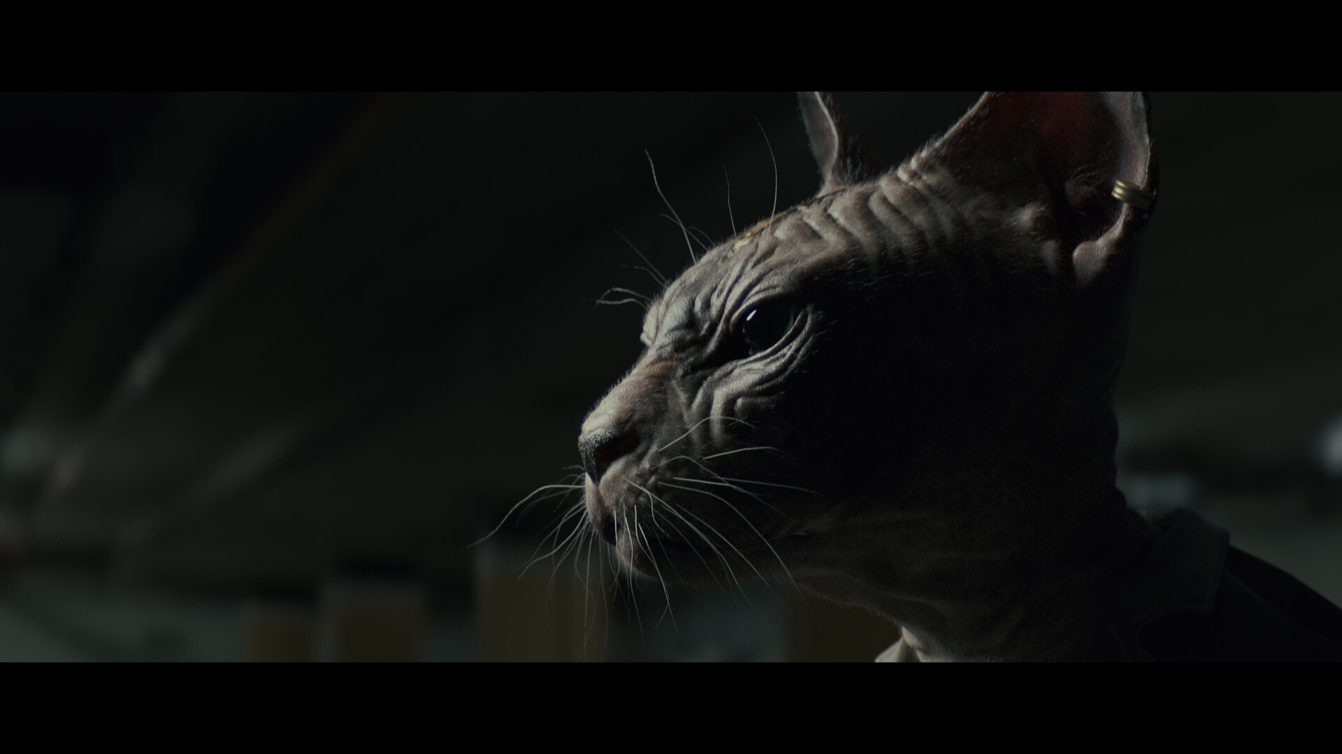 Florian Malchow - Pokémon Dark Edition - Meowth