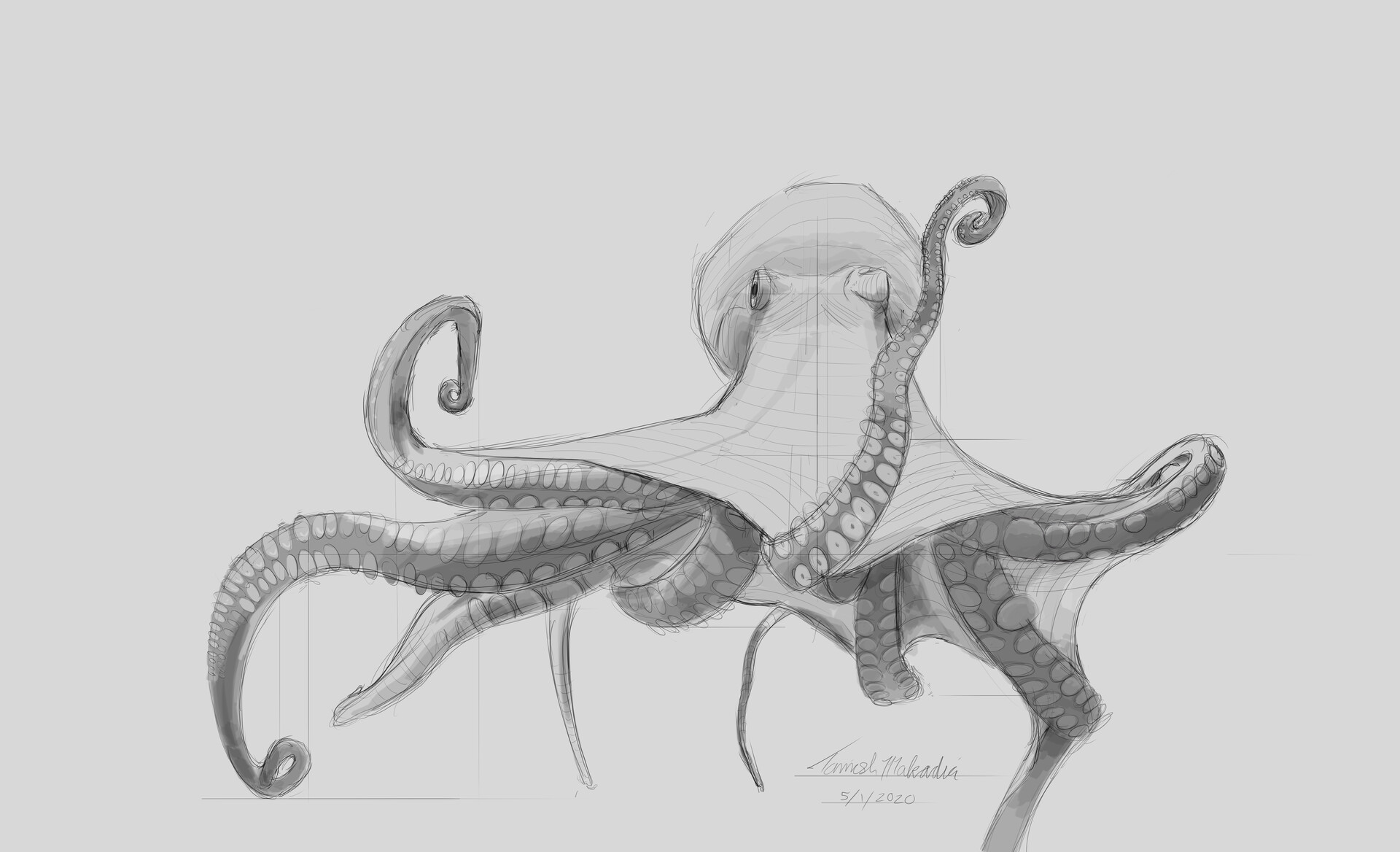 Octopus Pencil Drawings